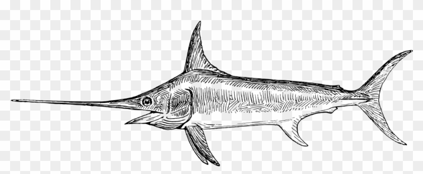 Swordfish - Sword Fish Clip Art - Full Size PNG Clipart Images Download