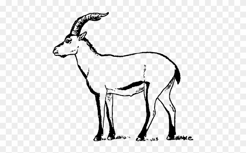240 × 240 Pixels - Pyrenean Ibex Easy To Draw - Full Size PNG Clipart ...