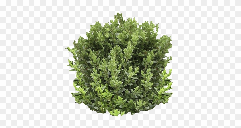 Boxwood Artificial - Free Transparent PNG Clipart Images Download