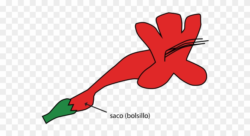 Flower Morphology Perianth Type Saccate - Saccate - Full Size PNG ...