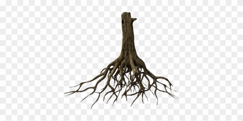 Tree With Roots Png - Full Size PNG Clipart Images Download