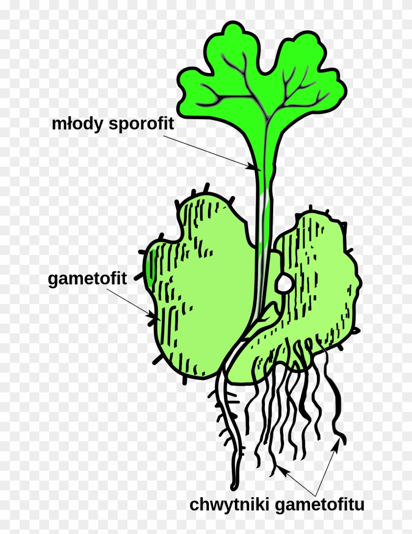 Gametofit Sporofit A - Sporofit I Gametofit Paproci - Full Size PNG ...