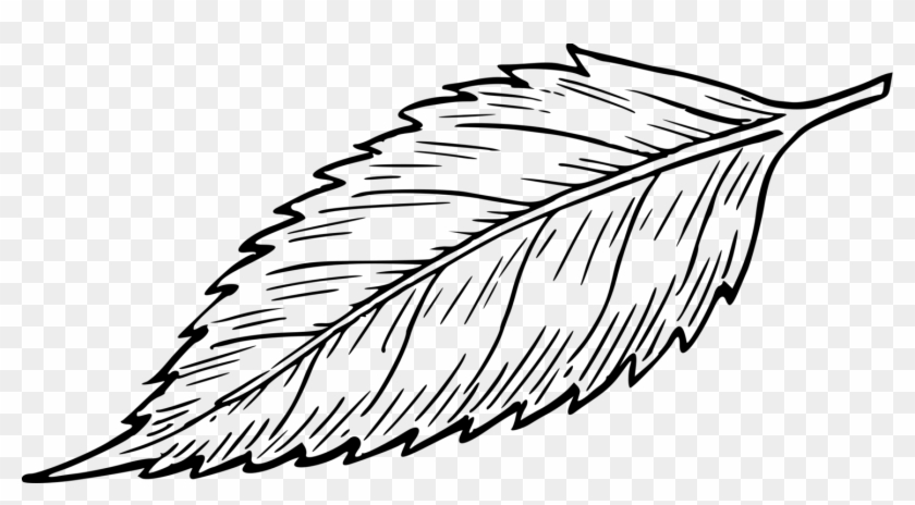 Line Art Drawing Leaf Tree Plants - Line Drawing Of Leaf - Full Size ...