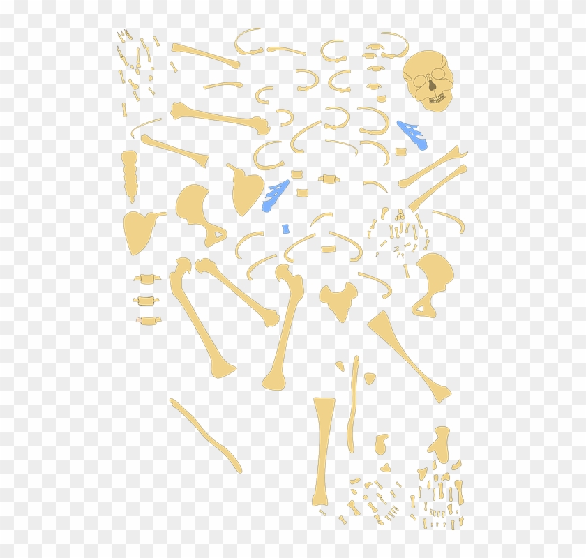 Hand Clipart Hand Anatomy Human Skeleton - Bone - Full Size PNG Clipart ...