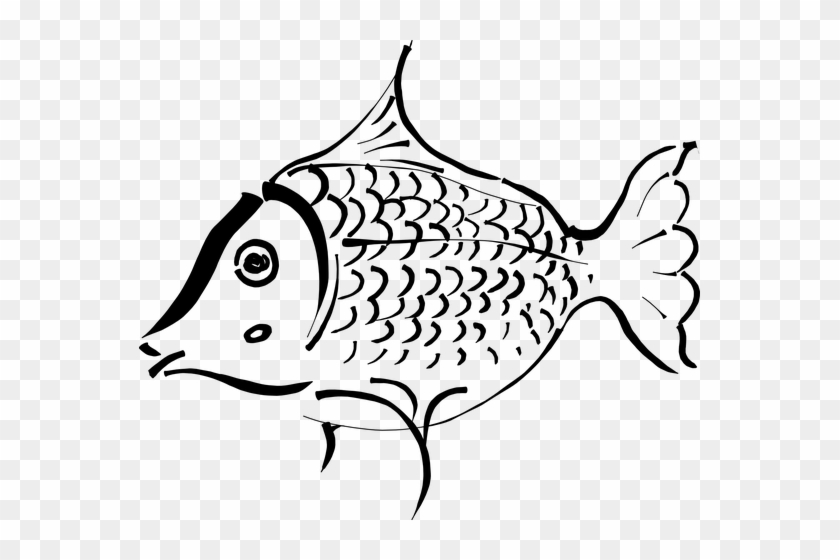Fish Outline Clip Art Is Free - Outline Of A Fish - Full Size PNG ...