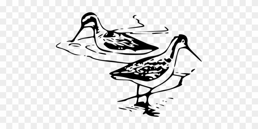 Shorebirds Line Art Black And White Beak - Shore Bird Clip Art - Full ...