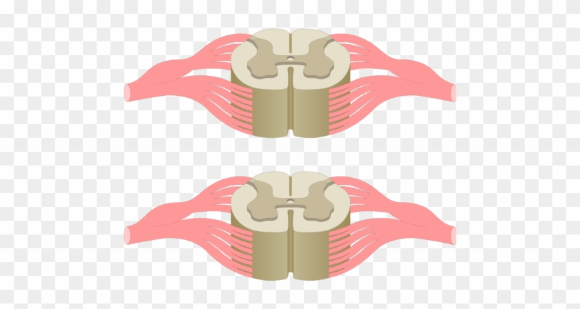 Cross Section Of The Spinal Cord Showing 2 Lumbar Segments, - Spinal ...