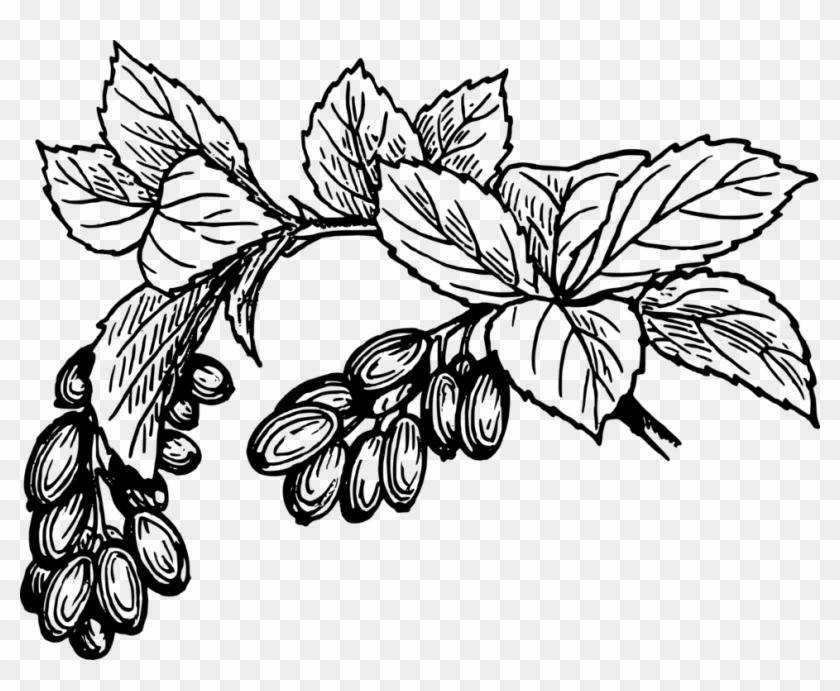 Drawing Line Art Fruit Date Palm Watercolor Painting - Cây Cà Phê ...