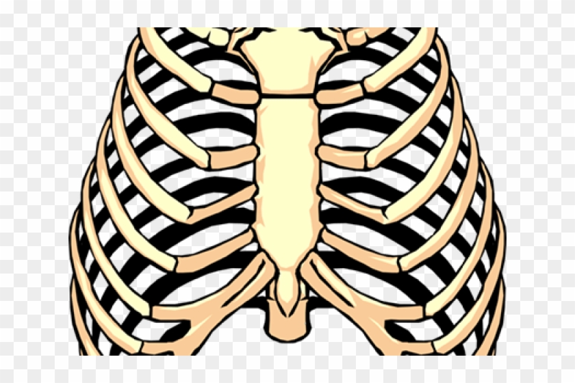 Rib Cage Png Transparent Images - Human Rib Cage - Full Size PNG ...