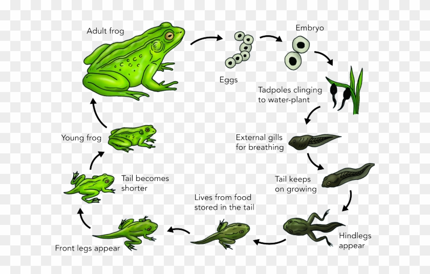 Toad Clipart Frog Egg - Life Cycle Of S Frog - Full Size PNG Clipart ...