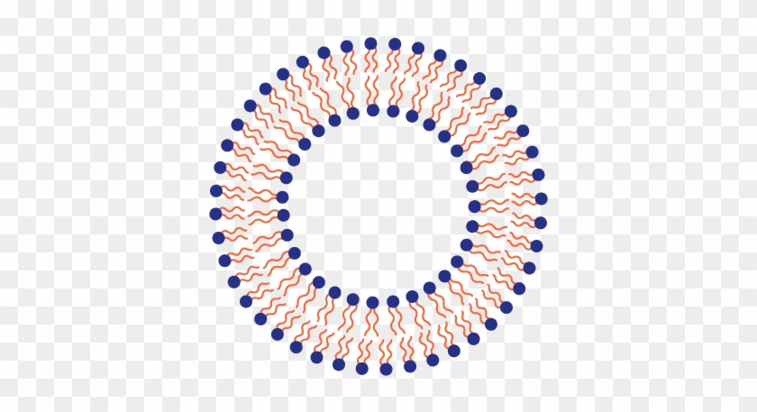 Liposome 2b - Large Unilamellar Vesicle - Full Size PNG Clipart Images ...