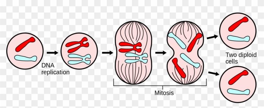 During The Cell Cycle - Mitosis Science - Full Size PNG Clipart Images ...