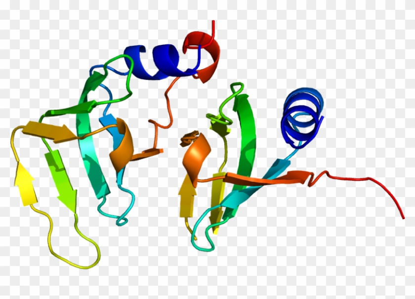 Protein - Full Size PNG Clipart Images Download