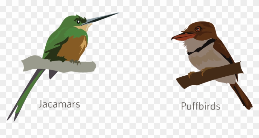 Jacamars And Puffbirds - Hummingbird - Free Transparent PNG Clipart ...