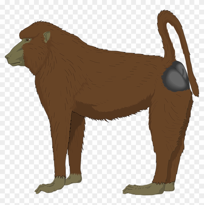 Baboon Clipart - Baboon Transparent - Full Size PNG Clipart Images Download