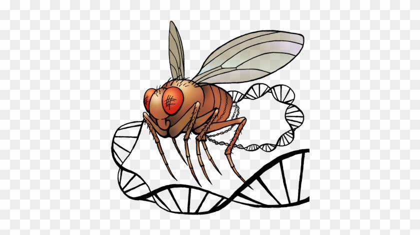 Drosophila Drawing Clip Free Stock - Drosophila Melanogaster - Full ...