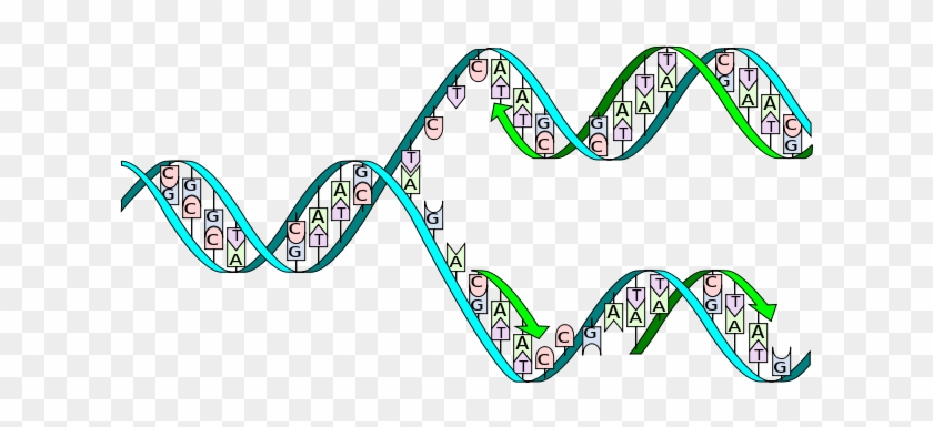 In Biology - Dna Replication - Full Size PNG Clipart Images Download