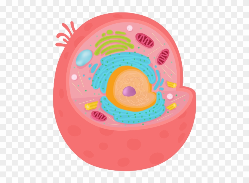 Aflatoxin Does Most Of Its Damage In The Long-term, - Circle - Full ...