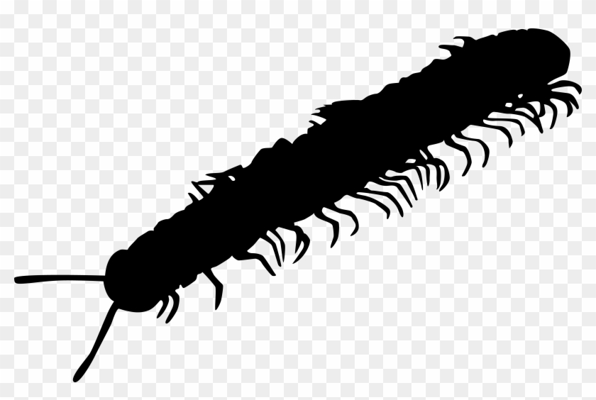 Millipede Clipart Transparent - Black Centipede Png - Full Size PNG ...