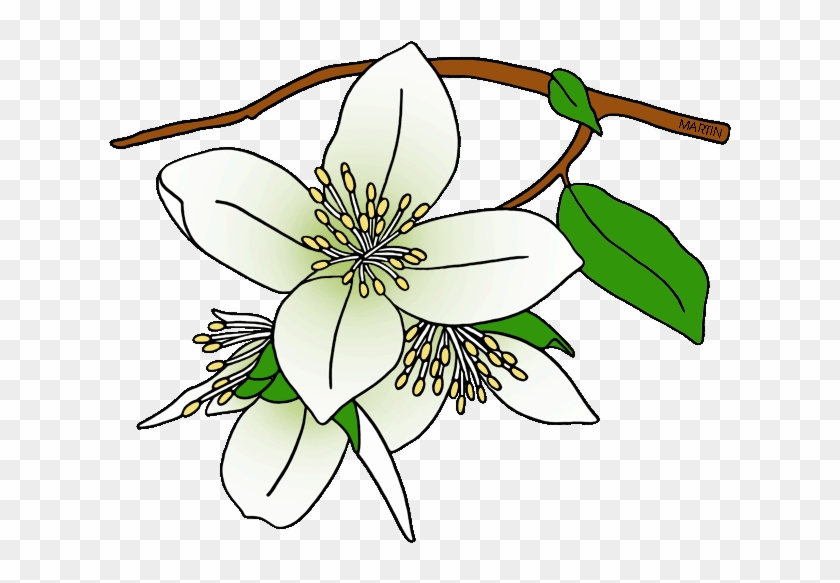 Syringa State Flower Drawing Clip Art - Syringa State Flower Drawing ...