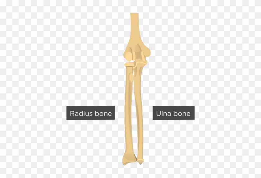 Elbow Joint - Humerus Radius And Ulna - Full Size PNG Clipart Images ...
