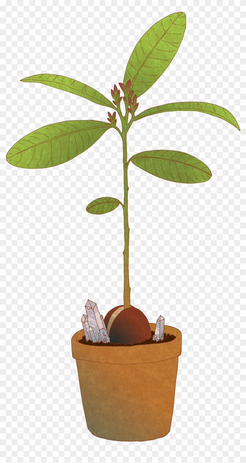 Avocado Tree Png Clip Art Black And White Download - Avocado Plant ...