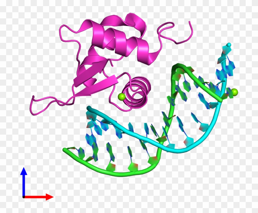 Pdb 3l2c Coloured By Chain And Viewed From The Front - Graphic Design ...