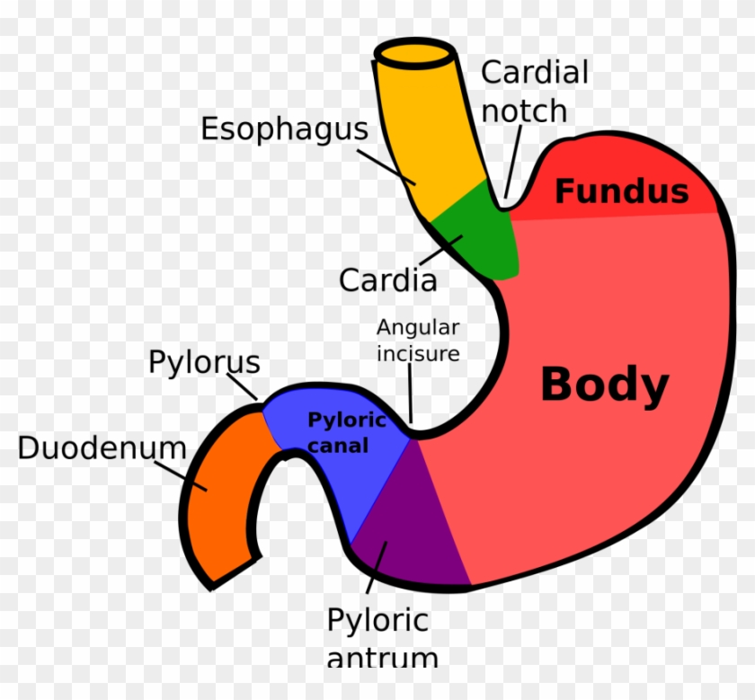 Risks And Complications - Regions Of Stomach - Full Size PNG Clipart ...