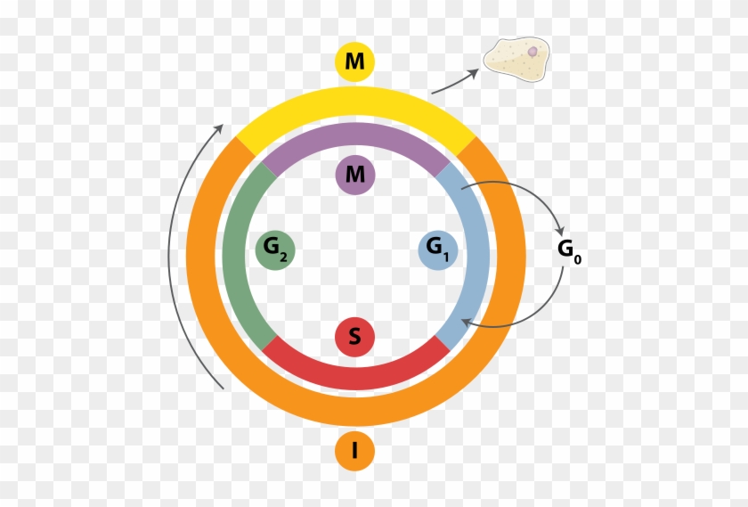 Cell Cycle Png - Full Size PNG Clipart Images Download