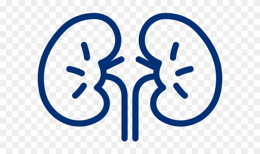Find Important Resources For Kidney And Infectious - Kidney - Full Size ...