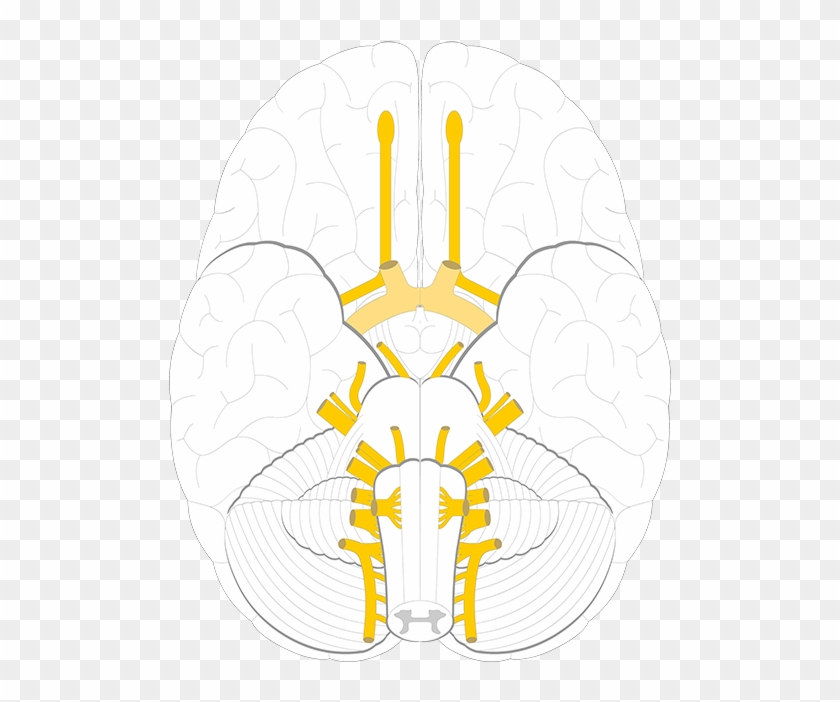 Cranial Nerves - Full Size PNG Clipart Images Download