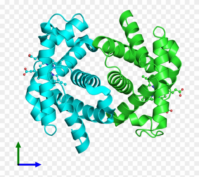 Ribbon Structure Of 2hbf - Hemoglobin Subunit Beta - Full Size PNG ...
