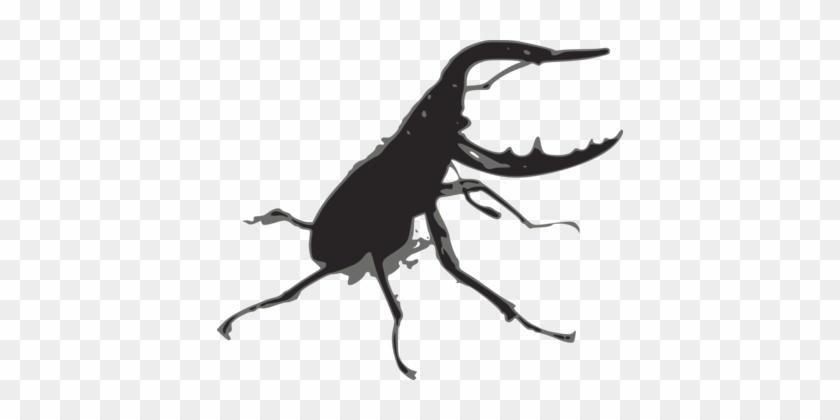 Weevil Stag Beetle Rhinoceros Beetles Lucanus Ibericus - Stag Beetle ...