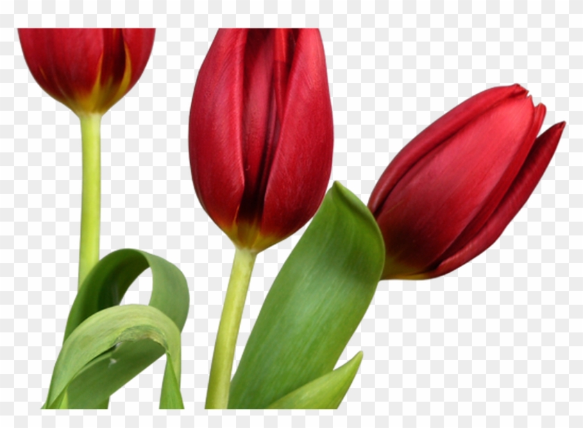Transparent Tulips Png Flowers Clipart Clipart Pinterest - Transparent ...