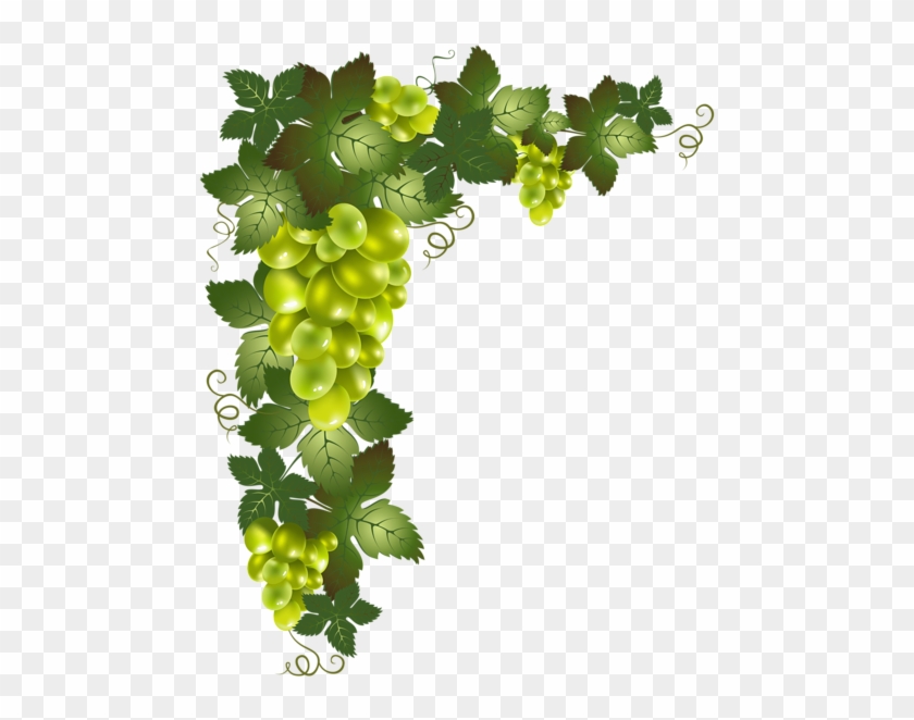 Grapevine Vector Divider Clipart Transparent Stock - Transparent Grape ...