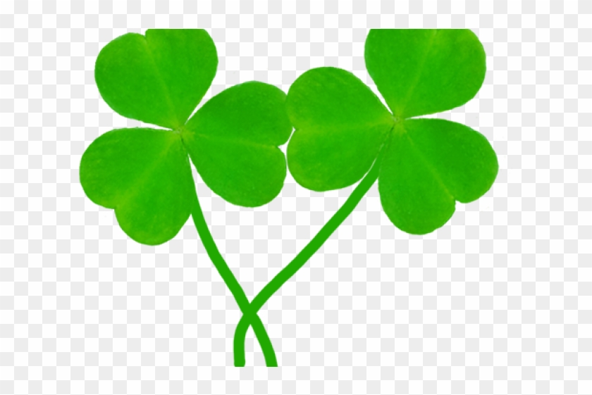 Shamrocks Clipart - Shamrocks Clipart - Full Size PNG Clipart Images ...