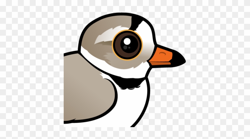 About The Piping Plover - Cartoon Piping Plover - Full Size PNG Clipart ...
