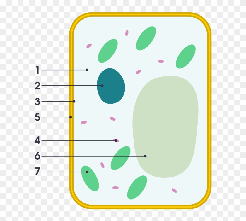 Simple Diagram Of Plant Cell - Simple Diagram Of Plant Cell - Full Size ...