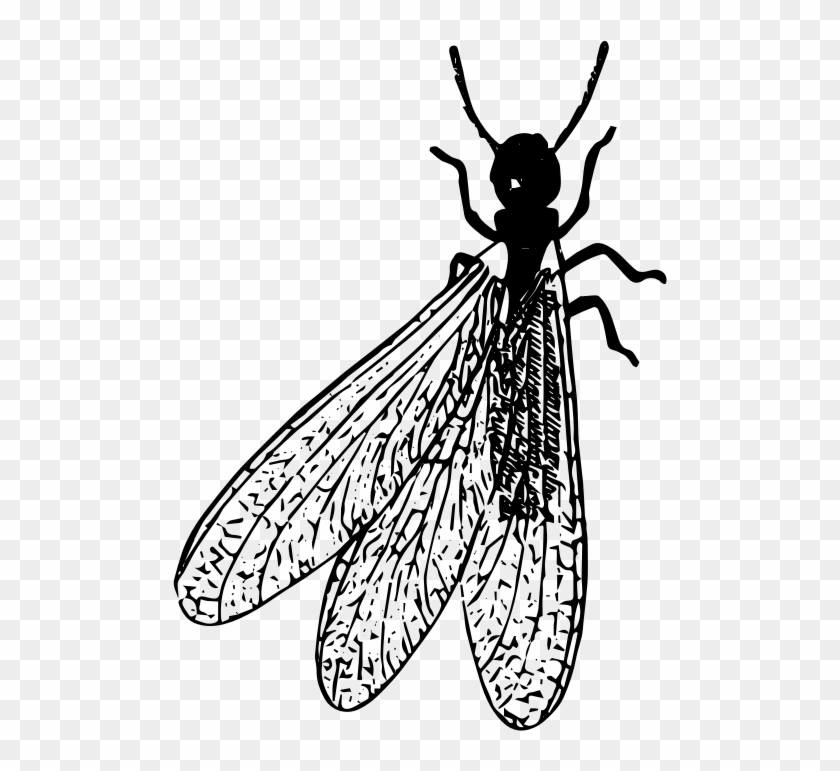 Termite Clearance Letter Or Termite Bond - Termite Clearance Letter Or ...