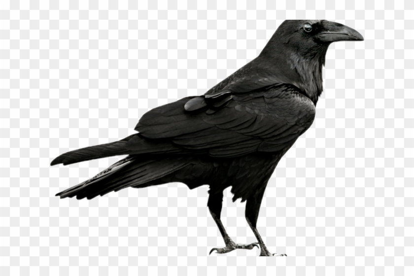 Gothic Clipart Crow - Gothic Clipart Crow - Free Transparent PNG ...