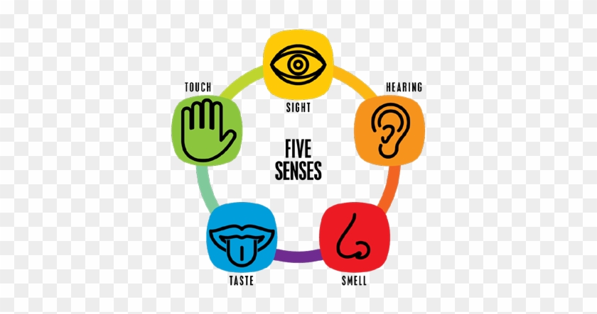 5 Senses Clipart Transparent - 5 Senses Clipart Transparent - Full Size ...