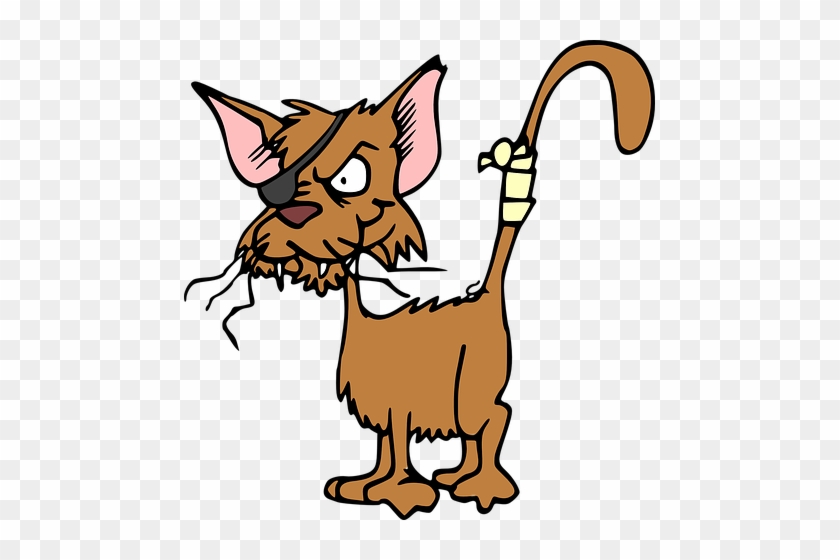 Cat, Animal, Injured, Hurt - Cat, Animal, Injured, Hurt - Full Size PNG ...