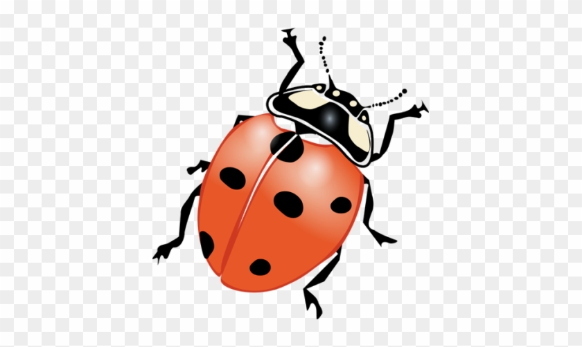 Ladybug Png - Ladybug Png - Full Size PNG Clipart Images Download