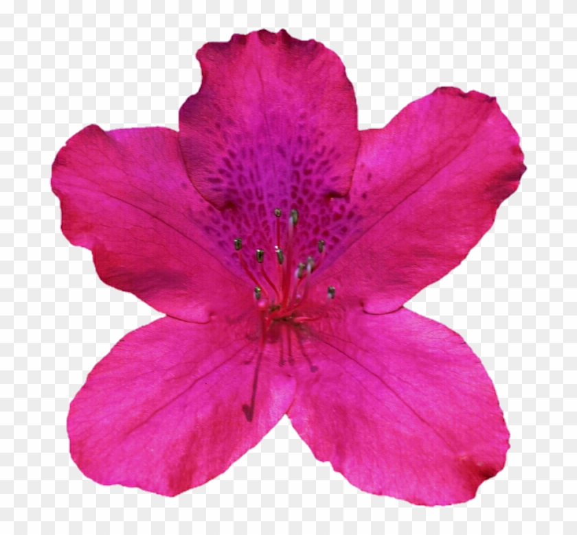 Pink Azalea By Jeanicebartzen27 On Deviantart Jpg Stock - Pink Azalea ...