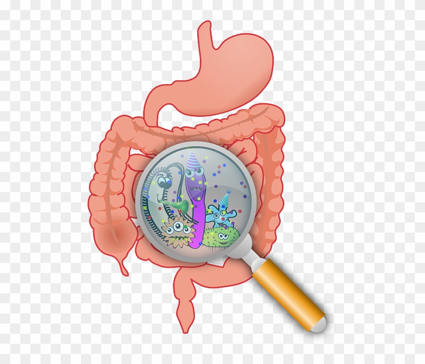 Gut Microbiome Png - Full Size PNG Clipart Images Download