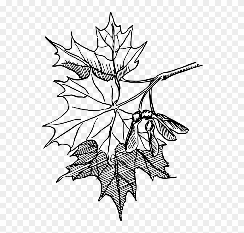 Sugar Maple Maple Leaf Drawing Line Art Autumn Leaf - Sugar Maple Maple ...