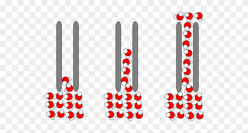 Capillary Action Of Water - Capillary Action Of Water - Full Size PNG ...