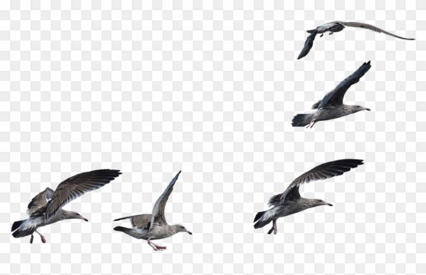 Sea Bird Clipart Seagal - Sea Bird Clipart Seagal - Free Transparent ...