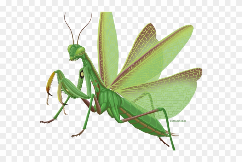 Mantis Clipart Grasshopper - Mantis Clipart Grasshopper - Free ...