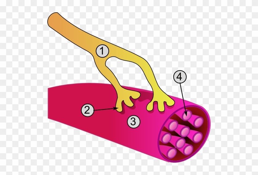 Muscle Development - Muscle Development - Full Size PNG Clipart Images ...